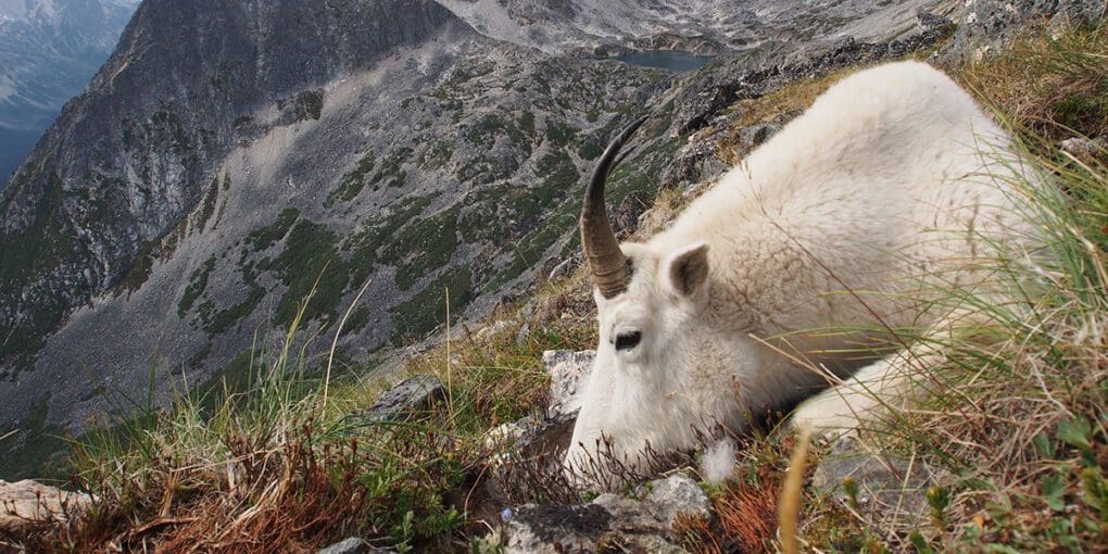 British Columbia Mountain Goat Hunt » Outdoors International