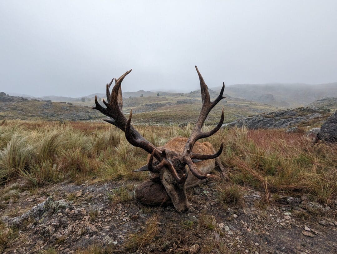Marcus Peterson: Argentina Red Stag Hunt Report