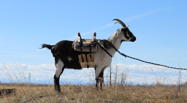 Pack Goats » Outdoors International