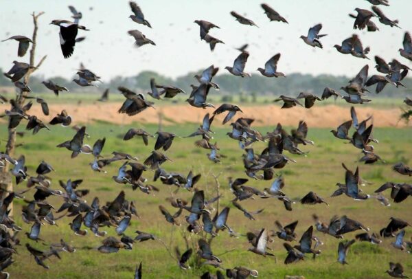 Argentina Wingshooting Destinations: A Bird Hunter’s Paradise