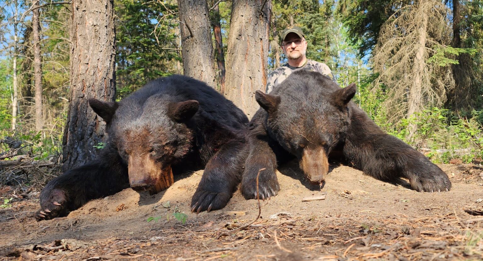 Alberta Black Bear Hunting Trips » Outdoors International
