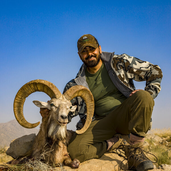 OVIS World Slam – Wild Sheep of the World