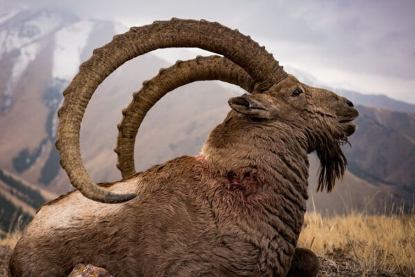 Maral Stag Hunting Kazakhstan: Combo with Mid-Asian Ibex