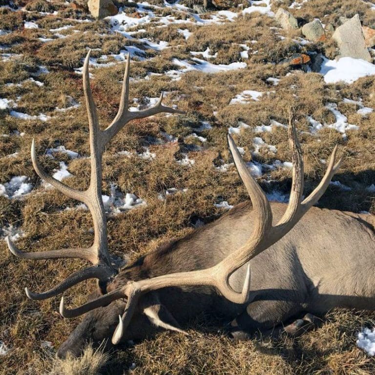 Maral Stag Hunting Kazakhstan: Combo with Mid-Asian Ibex