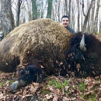 Bison Hunting Guides and Outfitters ⭐⭐⭐⭐⭐