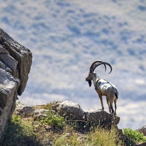 Ibex Hunting Guides and Outfitters ⭐⭐⭐⭐⭐