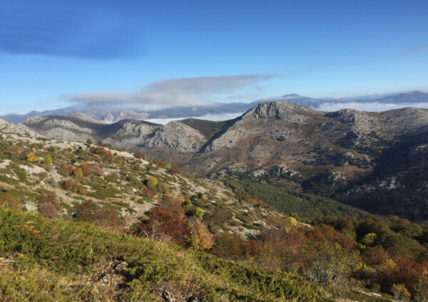 Iberian Red Deer Hunting in Spain | Traditional Spanish Montería & Stalking