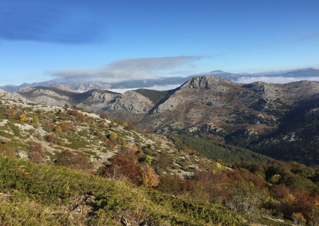 Iberian Red Deer Hunting in Spain | Traditional Spanish Montería & Stalking